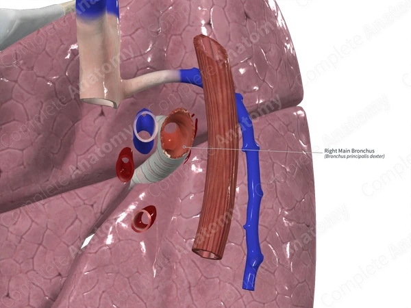 Right Main Bronchus | Complete Anatomy