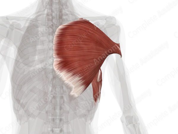 Muscles of Pectoral Region (Left) | Complete Anatomy