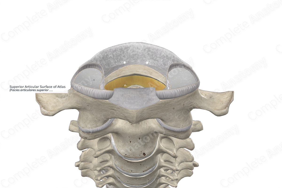 Superior Articular Surface of Atlas | Complete Anatomy