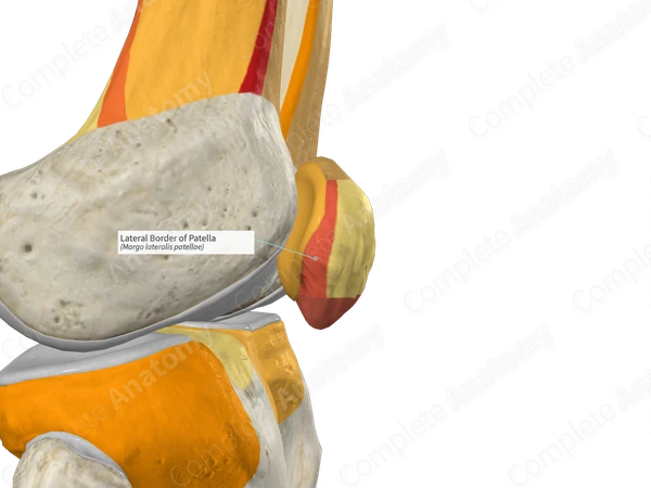 Lateral Border of Patella | Complete Anatomy