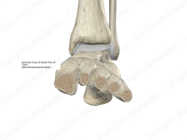 Articular Area of Distal Part of Tibia | Complete Anatomy