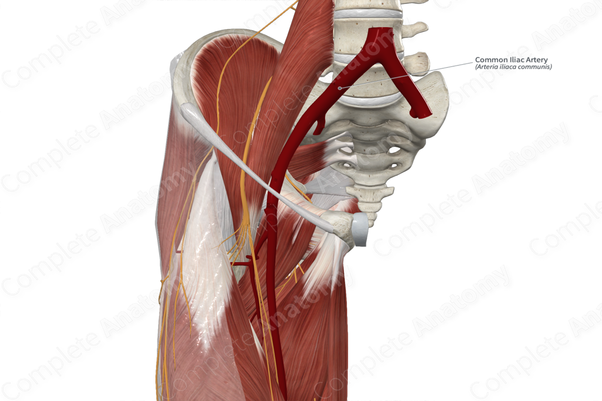 Common Iliac Artery | Complete Anatomy
