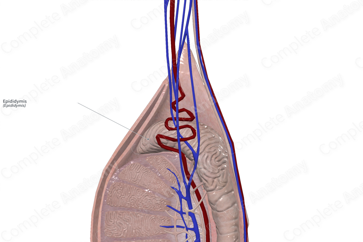 Epididymis | Complete Anatomy