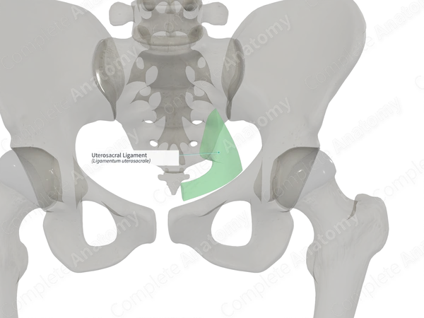 Uterosacral Ligament (Left) | Complete Anatomy