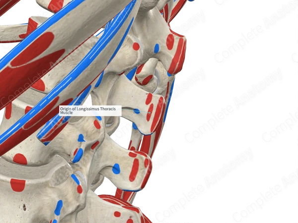 Origin of Longissimus Thoracis Muscle | Complete Anatomy