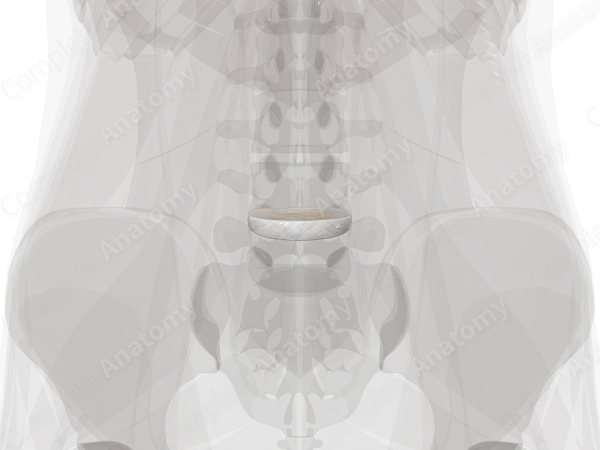 Intervertebral Disc (L4-L5) | Complete Anatomy