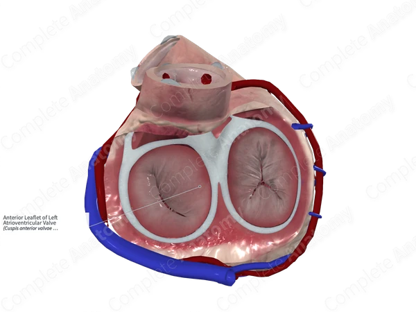Anterior Leaflet of Left Atrioventricular Valve | Complete Anatomy