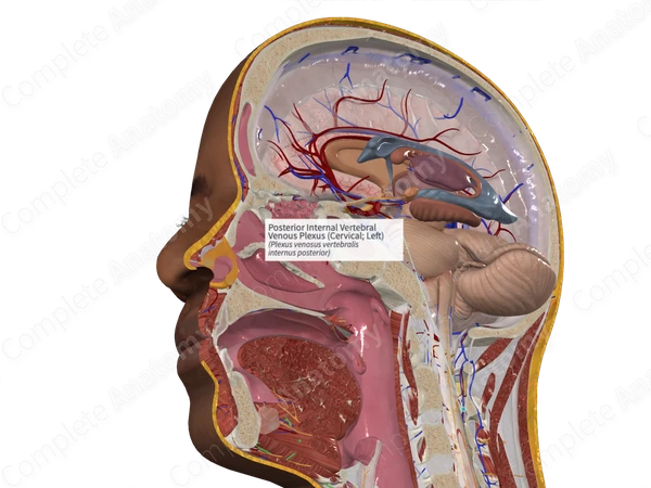 Posterior Internal Vertebral Venous Plexus (Cervical; Left) | Complete ...
