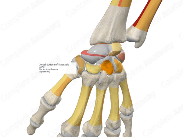 Dorsal Surface of Trapezoid Bone | Complete Anatomy