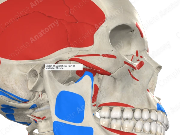 Origin of Superficial Part of Masseter Muscle | Complete Anatomy