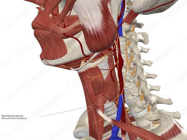 Sternohyoid Muscle | Complete Anatomy