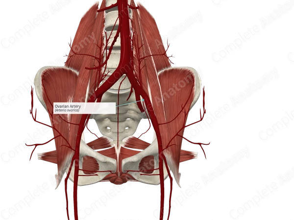 Ovarian Artery (Left) | Complete Anatomy