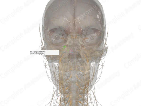 Pharyngeal Nerve (Right) | Complete Anatomy