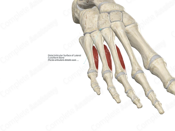 Distal Articular Surface of Lateral Cuneiform Bone | Complete Anatomy