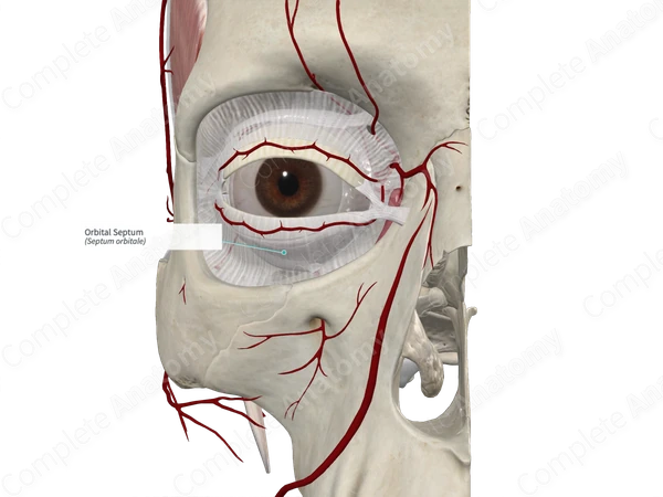 Orbital Septum | Complete Anatomy