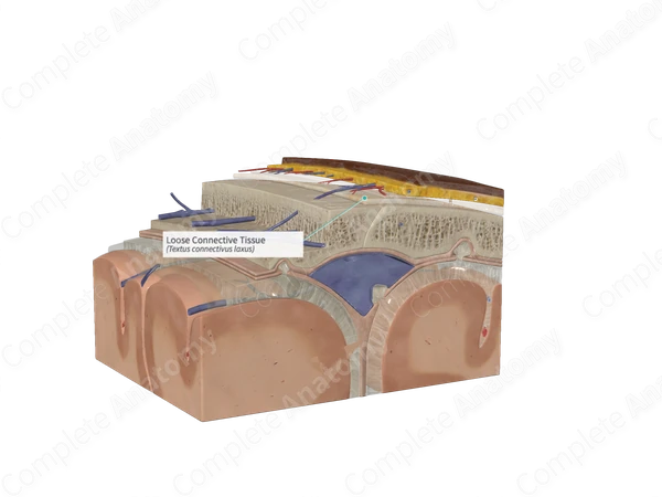 Loose Connective Tissue | Complete Anatomy