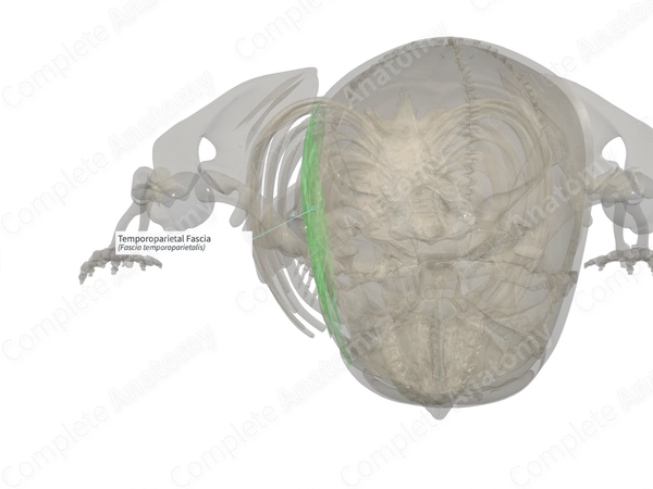 Temporoparietal Fascia (Right) | Complete Anatomy