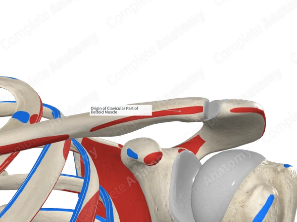 Origin of Clavicular Part of Deltoid Muscle | Complete Anatomy
