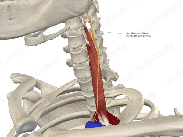 Cervical Nerves Muscles Peripheral Nervous System Lab Exam 5