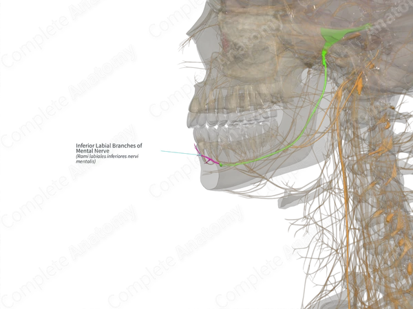 Inferior Labial Branches of Mental Nerve (Right) | Complete Anatomy