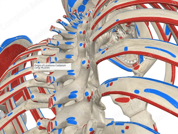 Origin of Levatores Costarum Longi Muscles | Complete Anatomy