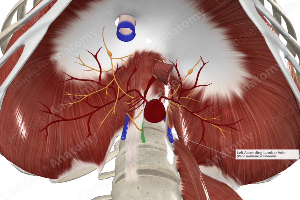 Left Ascending Lumbar Vein | Complete Anatomy
