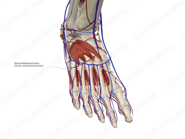 Dorsal Metatarsal Veins | Complete Anatomy