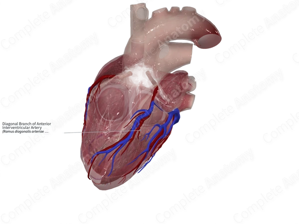 Diagonal Branch of Anterior Interventricular Artery | Complete Anatomy