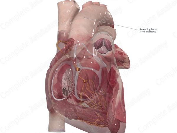 Ascending Aorta | Complete Anatomy