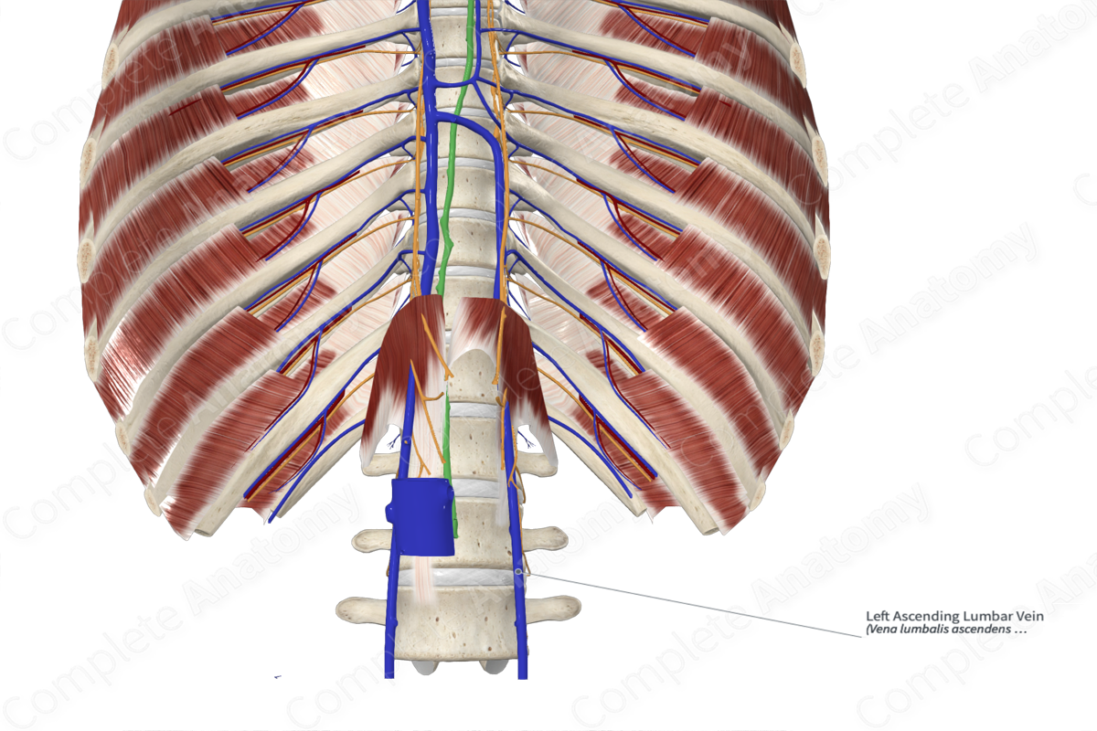 Left Ascending Lumbar Vein Complete Anatomy