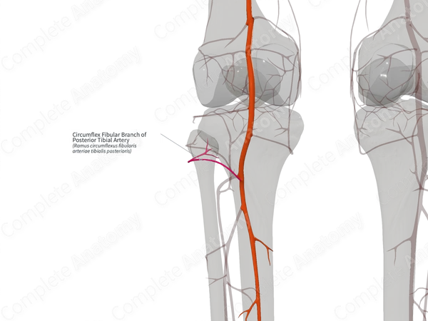 Circumflex Fibular Branch of Posterior Tibial Artery (Right) | Complete ...