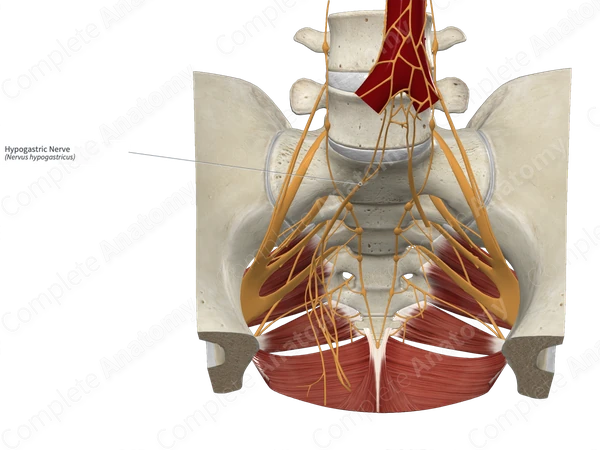 Hypogastric Nerve | Complete Anatomy