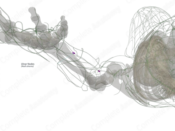 Ulnar Nodes (Right) | Complete Anatomy