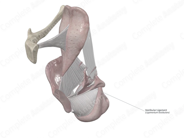 Vestibular Ligament | Complete Anatomy