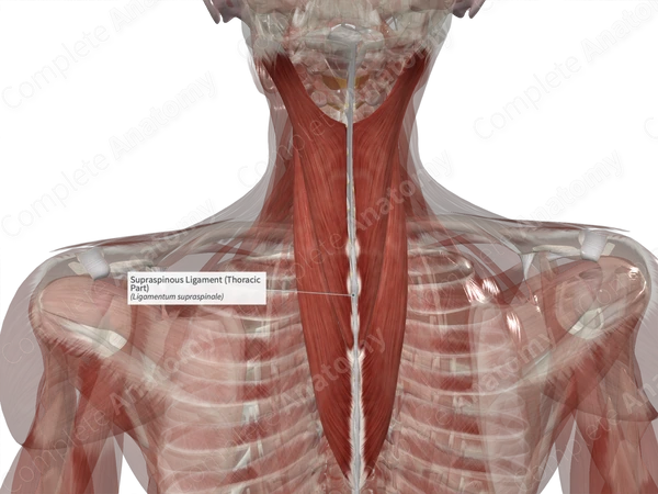 Supraspinous Ligament (Thoracic Part) | Complete Anatomy