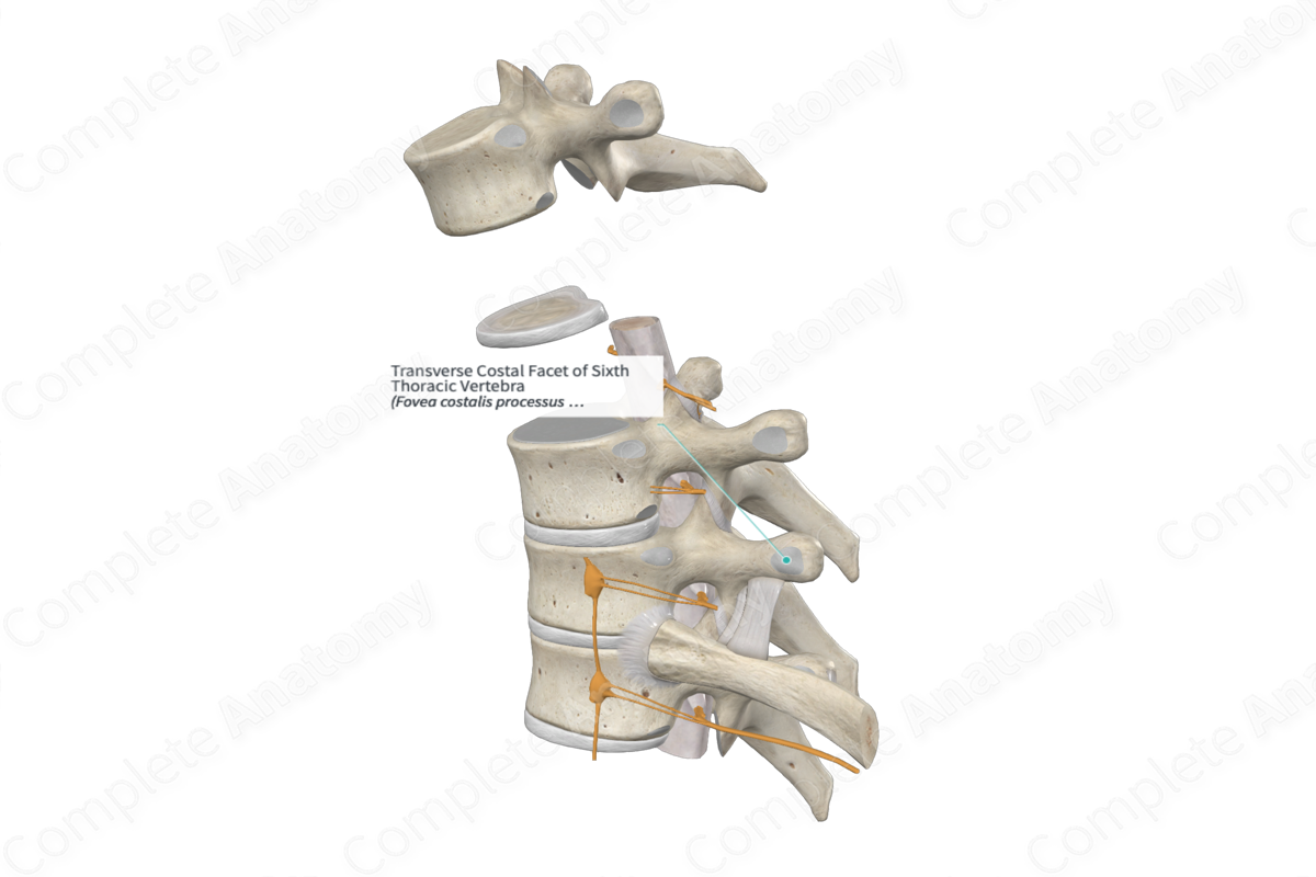 Transverse Costal Facet Of Sixth Thoracic Vertebra Complete Anatomy