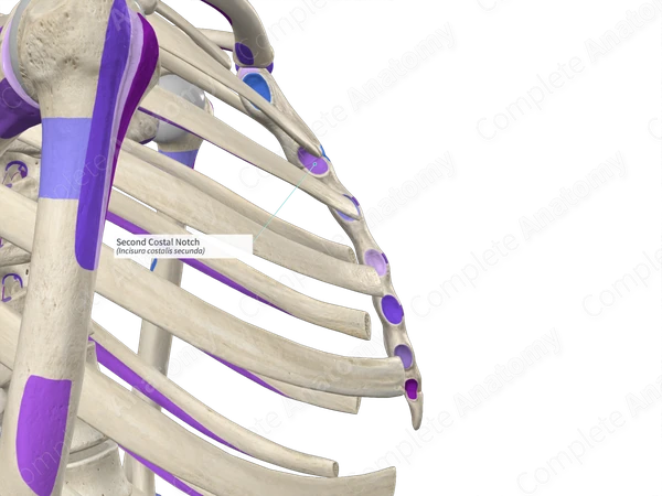 Second Costal Notch (Right) | Complete Anatomy