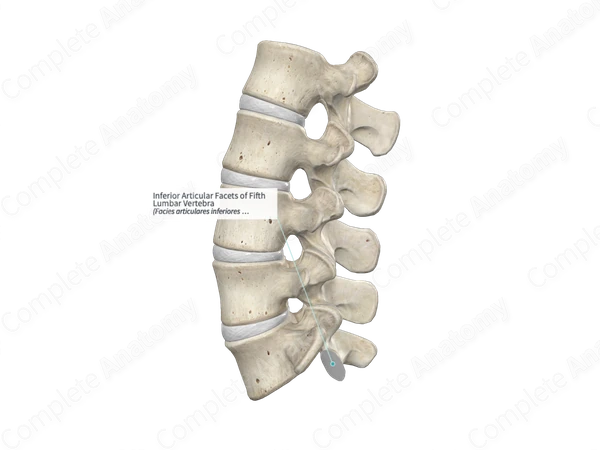 Inferior Articular Facets of Fifth Lumbar Vertebra | Complete Anatomy
