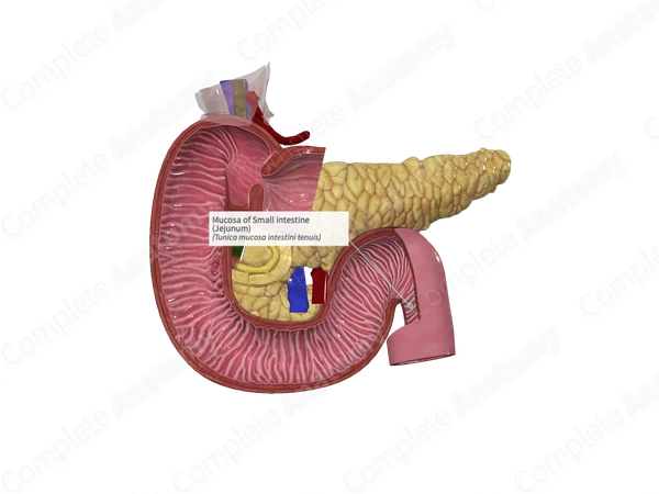 Mucosa of Small intestine (Jejunum) | Complete Anatomy