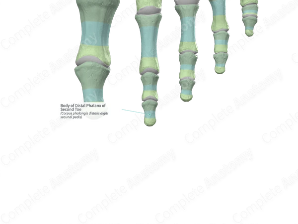 Body of Distal Phalanx of Second Toe | Complete Anatomy