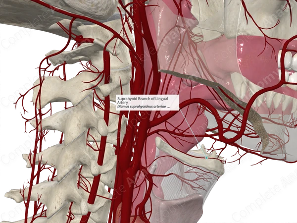 Suprahyoid Branch of Lingual Artery | Complete Anatomy