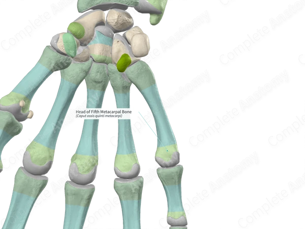 Head of Fifth Metacarpal Bone | Complete Anatomy