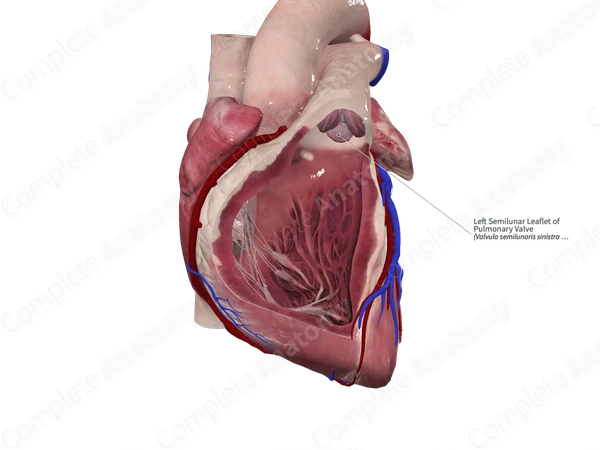 Valvula Semilunar Aortica Vectores De Valvula Semilunar Aorta
