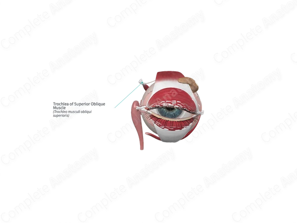 Trochlea of Superior Oblique Muscle | Complete Anatomy