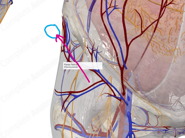 Psoas Fascia | Complete Anatomy