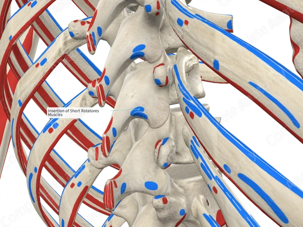 Insertion of Short Rotatores Muscles | Complete Anatomy