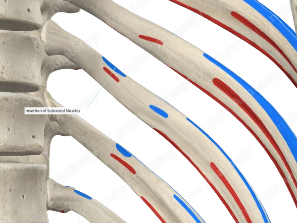 Insertion of Subcostal Muscles | Complete Anatomy