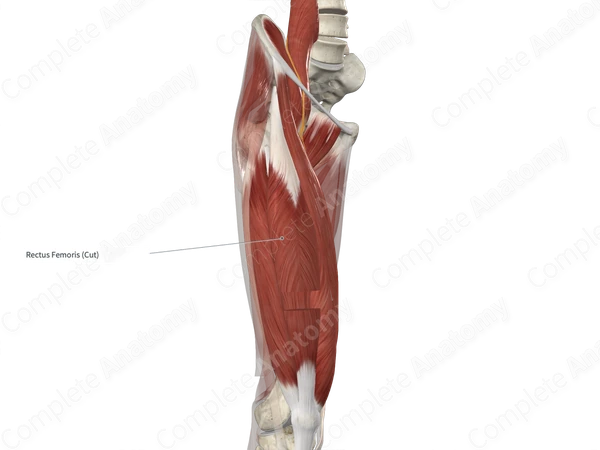 Rectus Femoris Muscle | Complete Anatomy