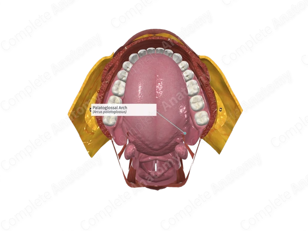 Palatoglossal Arch | Complete Anatomy