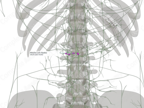 Middle Colic Nodes | Complete Anatomy